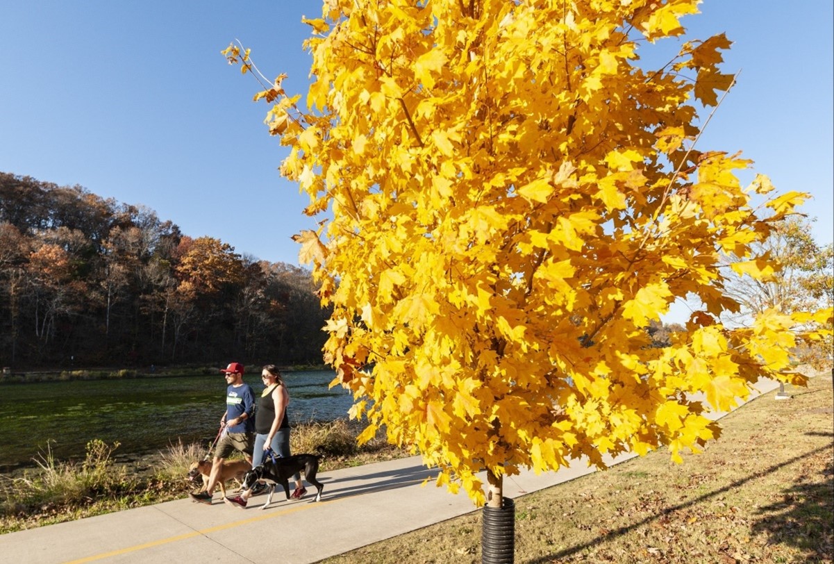 Where to See Fall Foliage in Rogers and Beyond - Destination Rogers